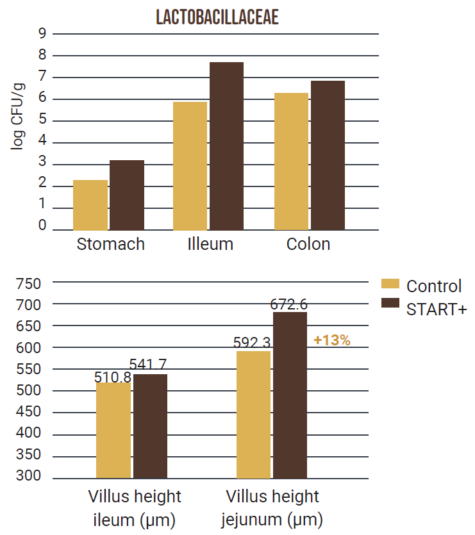 The role of functional feed ingredients (FFI) in a zinc free weaning ...