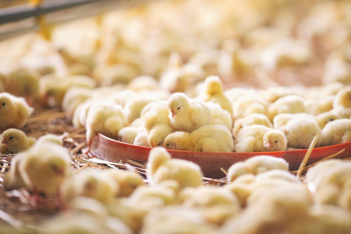 Day-old chicks: Manage your initial poultry investment properly - Earlyfeed