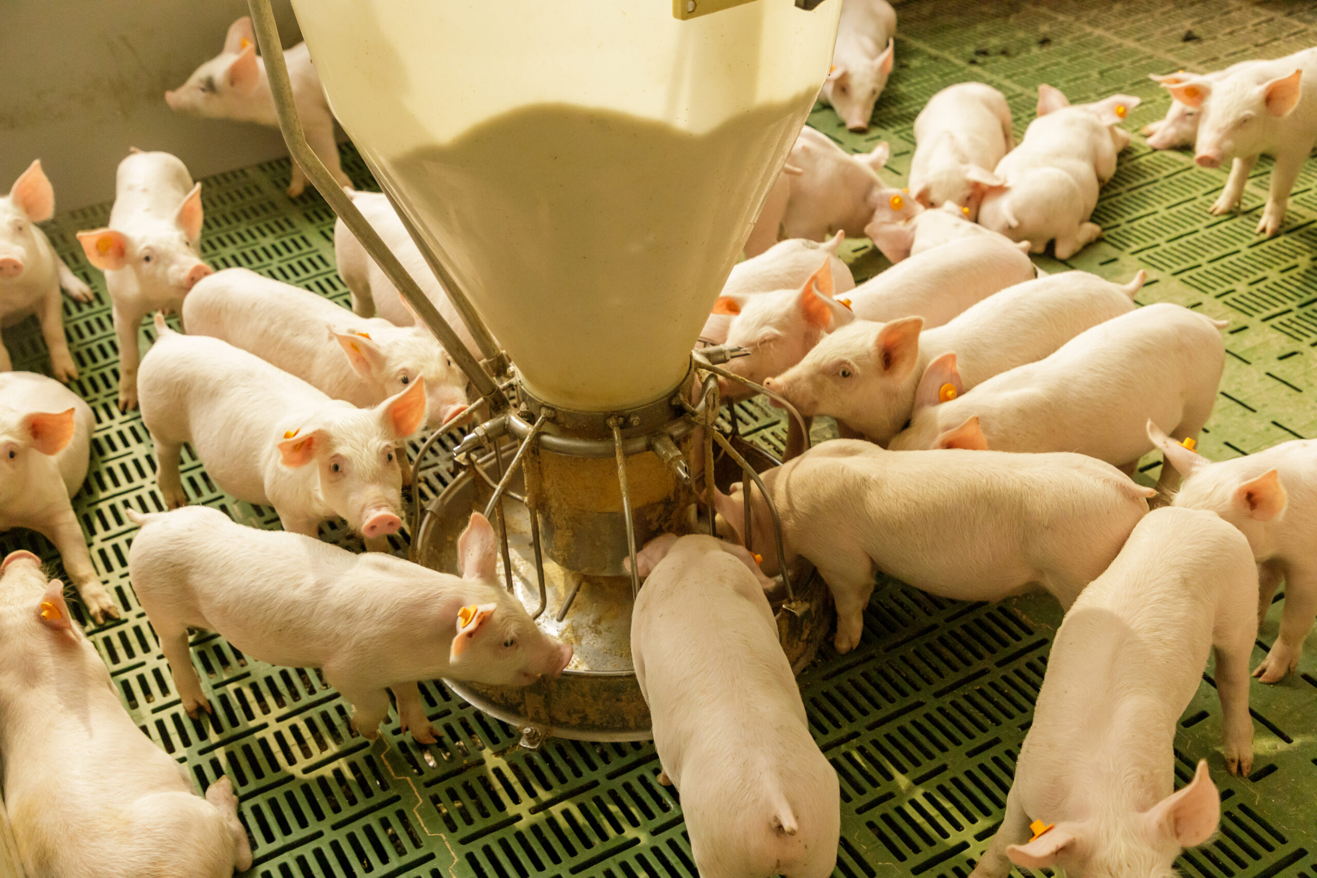 Reflecting on the zinc-oxide ban and how to raise healthy piglets now ...