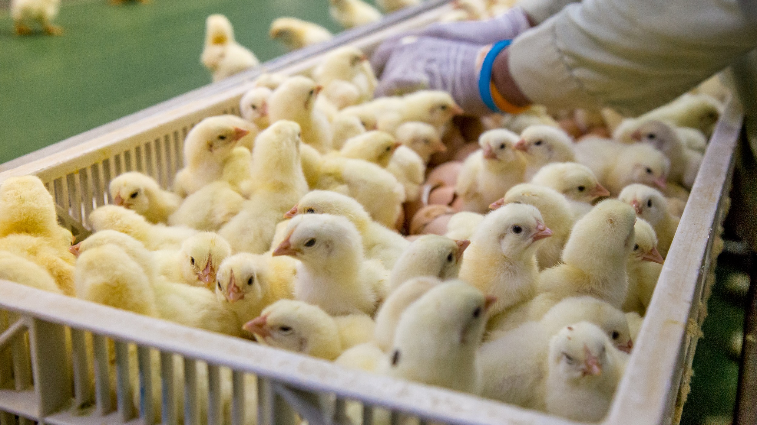 Management is the uniting factor for productive chicks - Earlyfeed