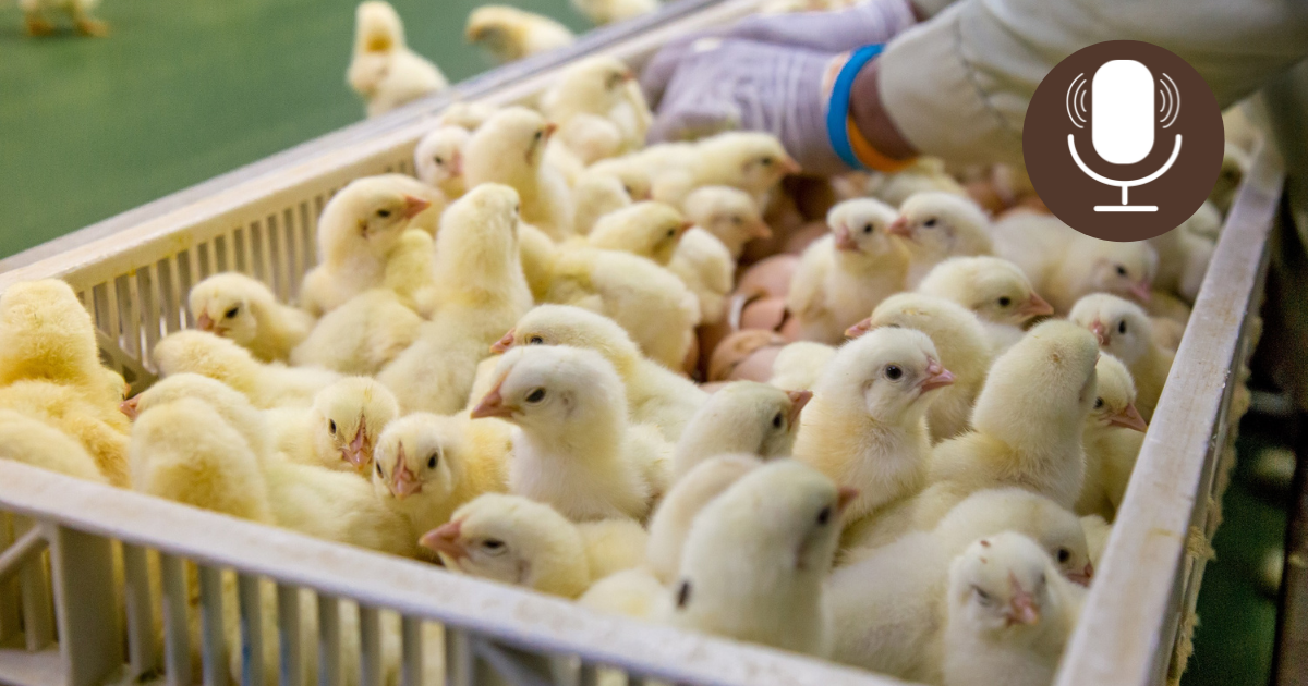 Management is the uniting factor for productive chicks - Earlyfeed