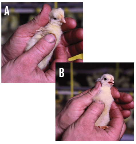 A stockman’s guide to day-old chicks: Crop fill check - Earlyfeed
