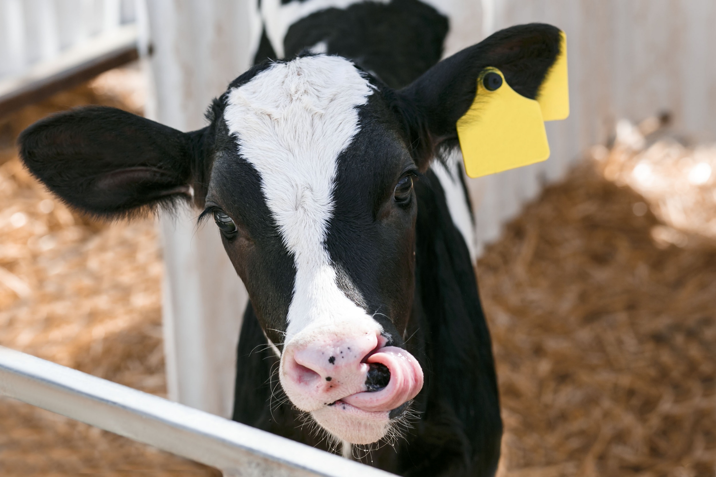 Three Hygiene basics for happy calves - Earlyfeed