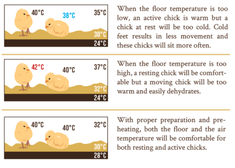 heating during brooding period - Earlyfeed