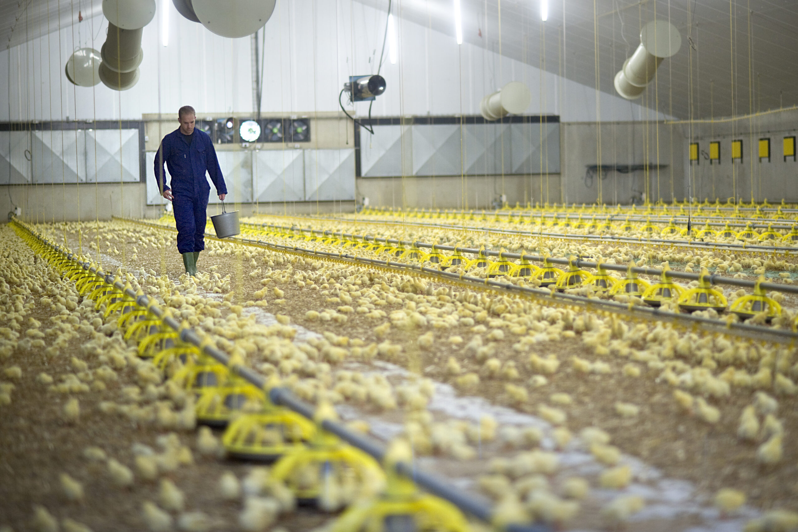 heating during brooding period - Earlyfeed