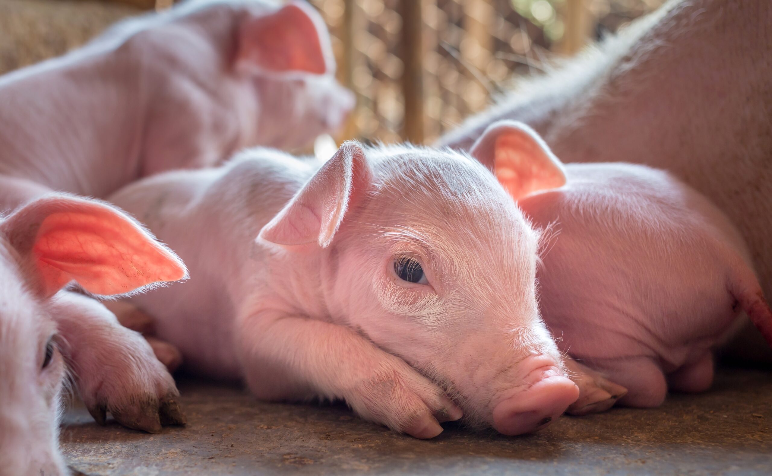 Back to nature to stimulate piglet feed intake - Earlyfeed